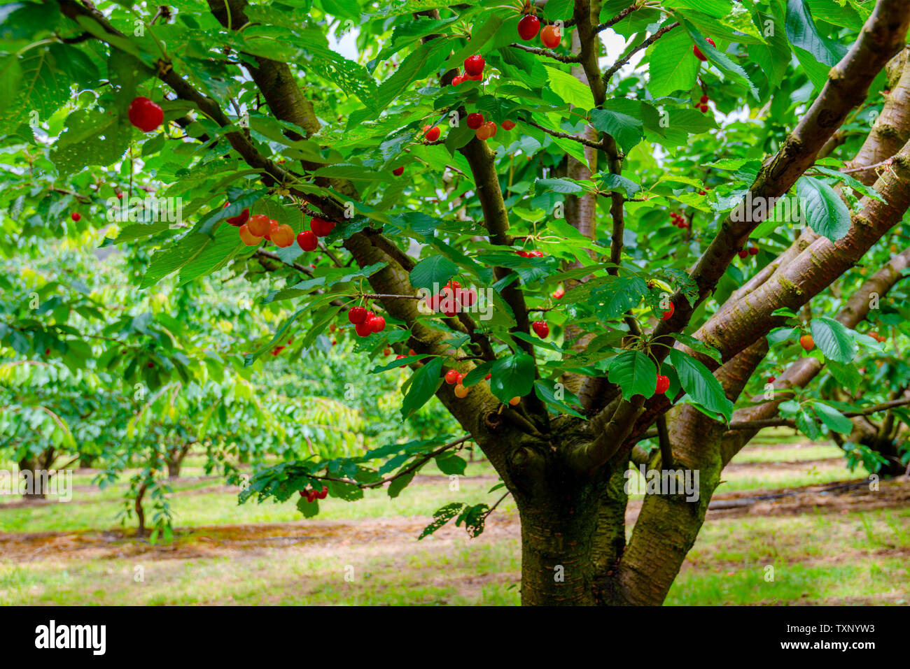 Che Li Zi 2 Stock Photo - Alamy