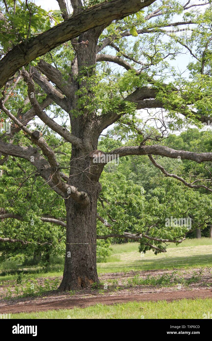 Ornamental natural growing huge tree hi-res stock photography and ...