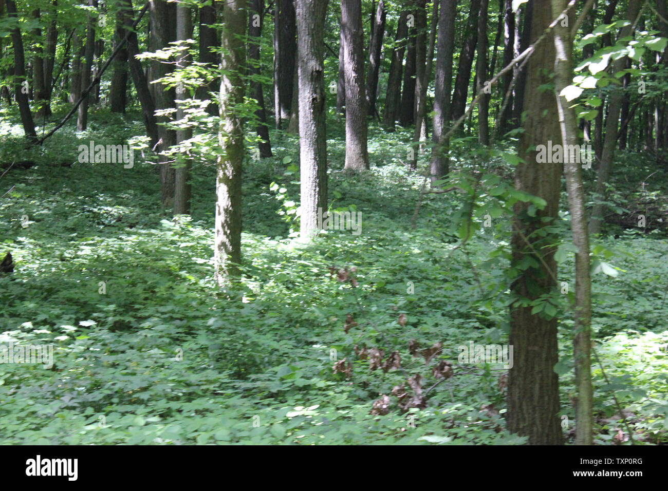 Thick deep green summer forest with lots of trees Stock Photo - Alamy