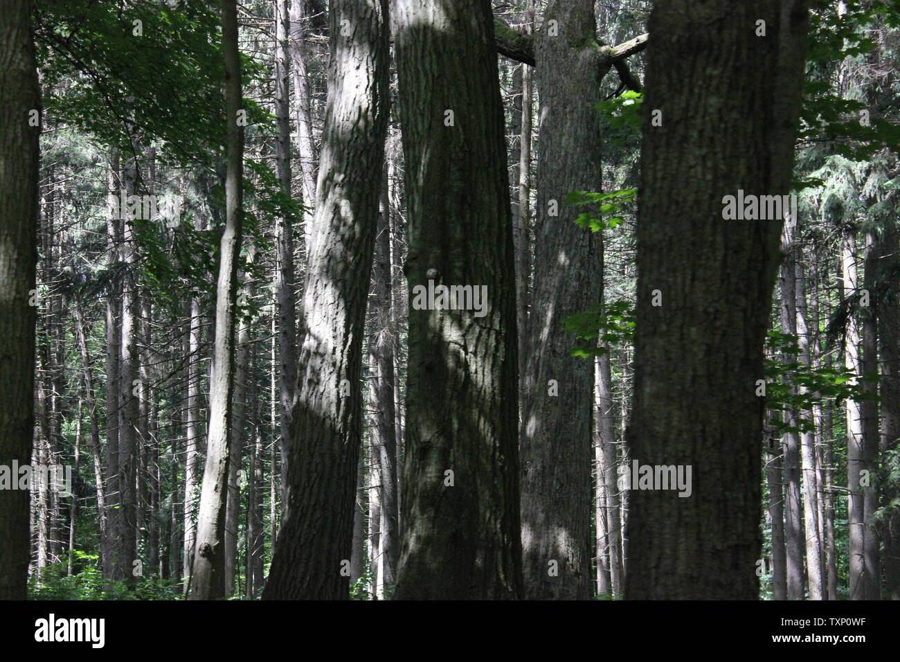 Thick deep green summer forest with lots of trees Stock Photo - Alamy