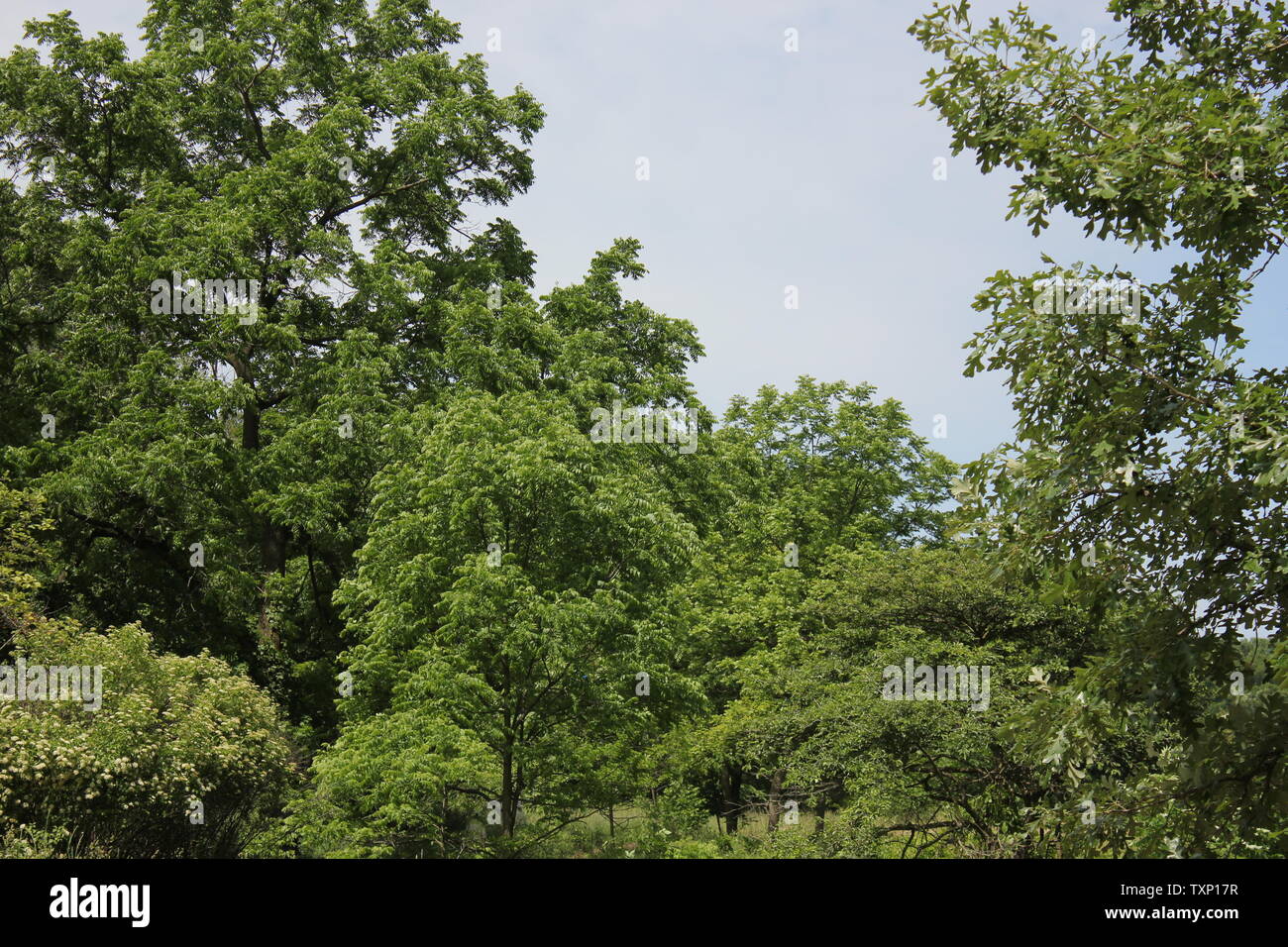 Deep green summer forest with lots of trees Stock Photo - Alamy