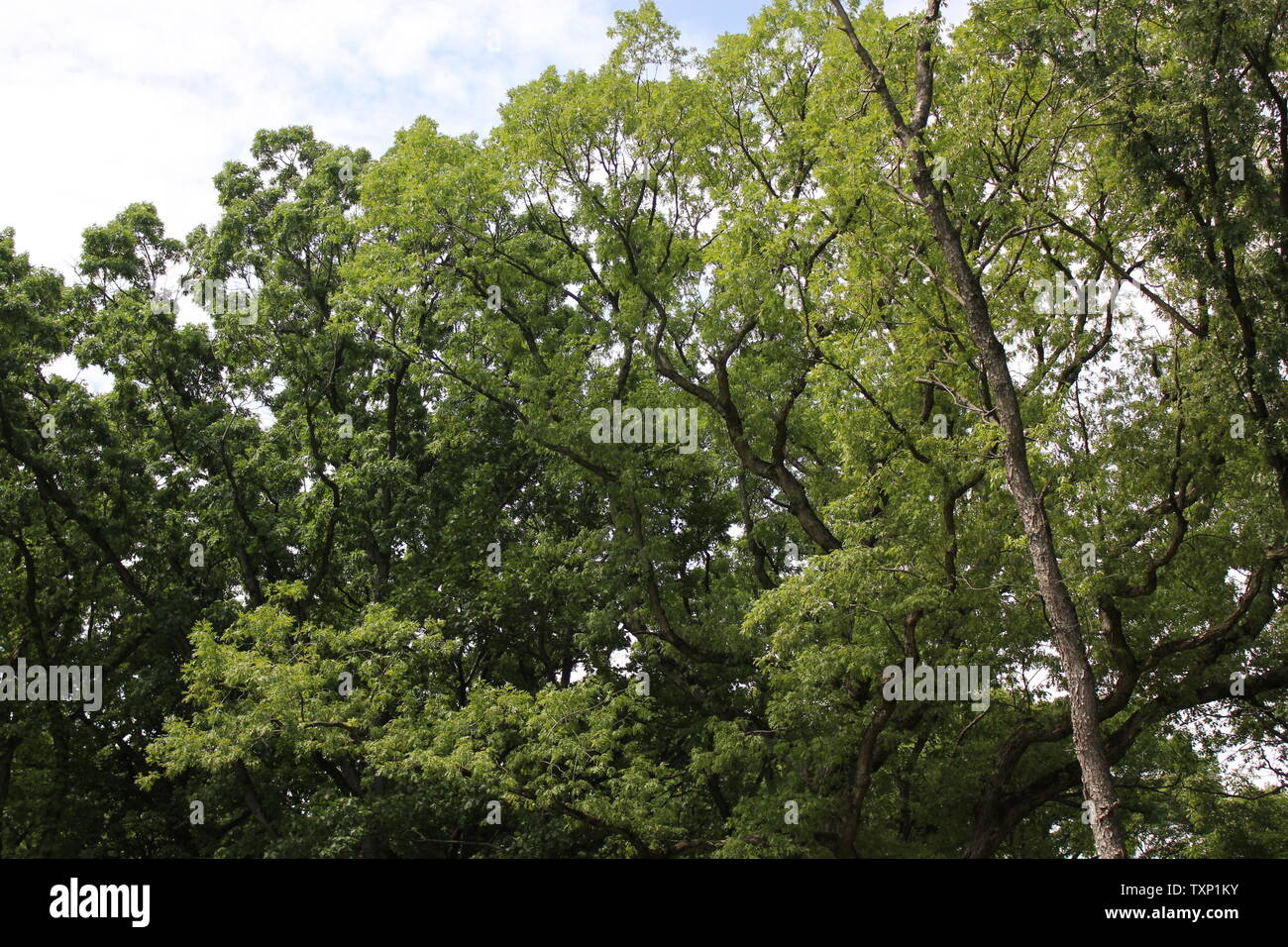 Deep green summer forest with lots of trees Stock Photo - Alamy