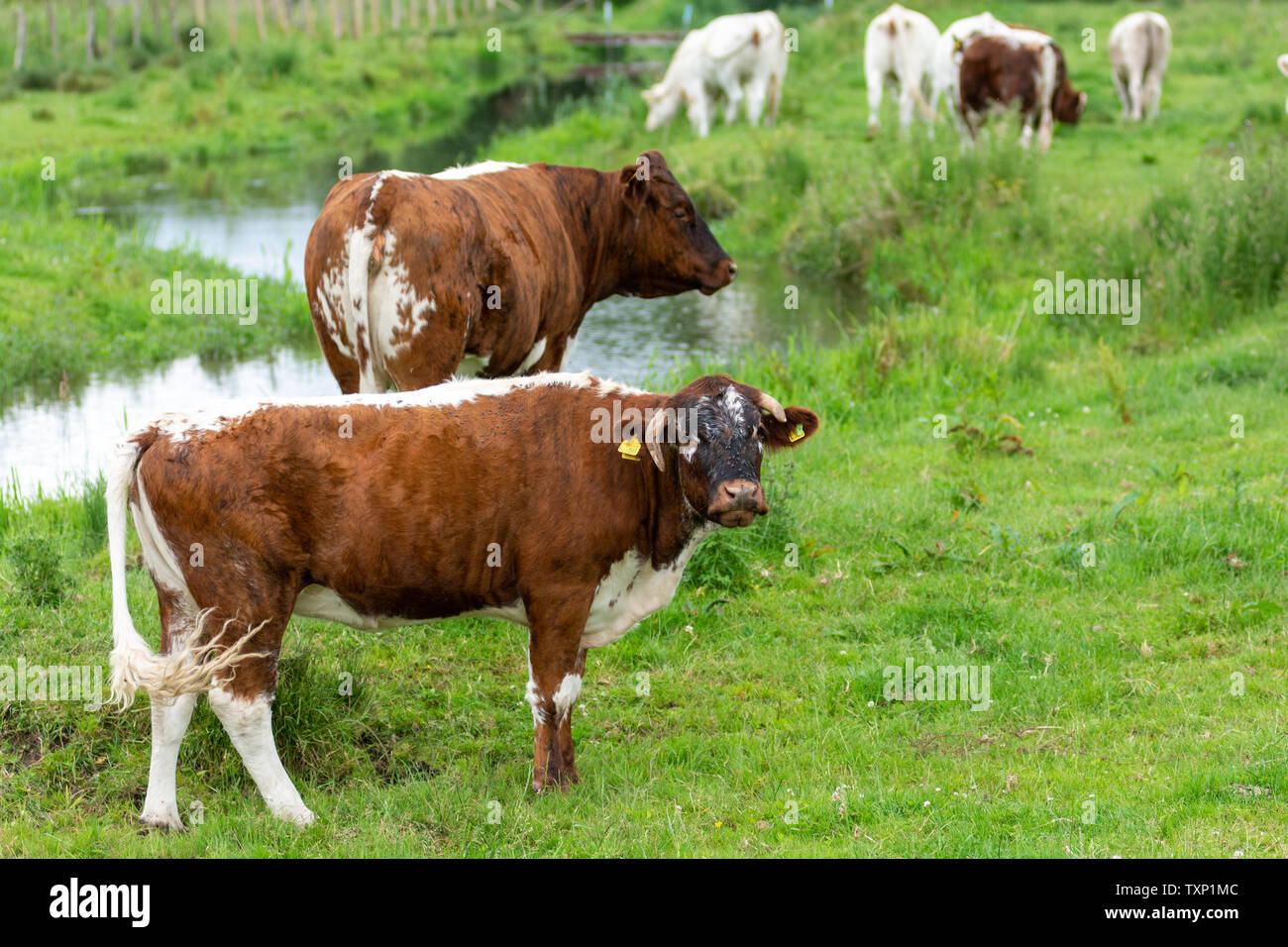 Herd of cows in a field next to water in a stream Stock Photo - Alamy