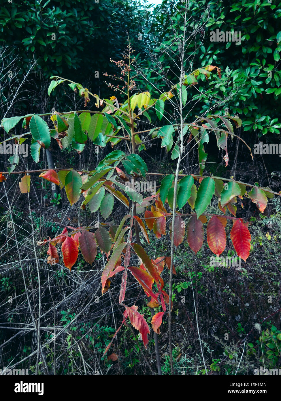 The leaves and fruits of the torch tree Stock Photo - Alamy