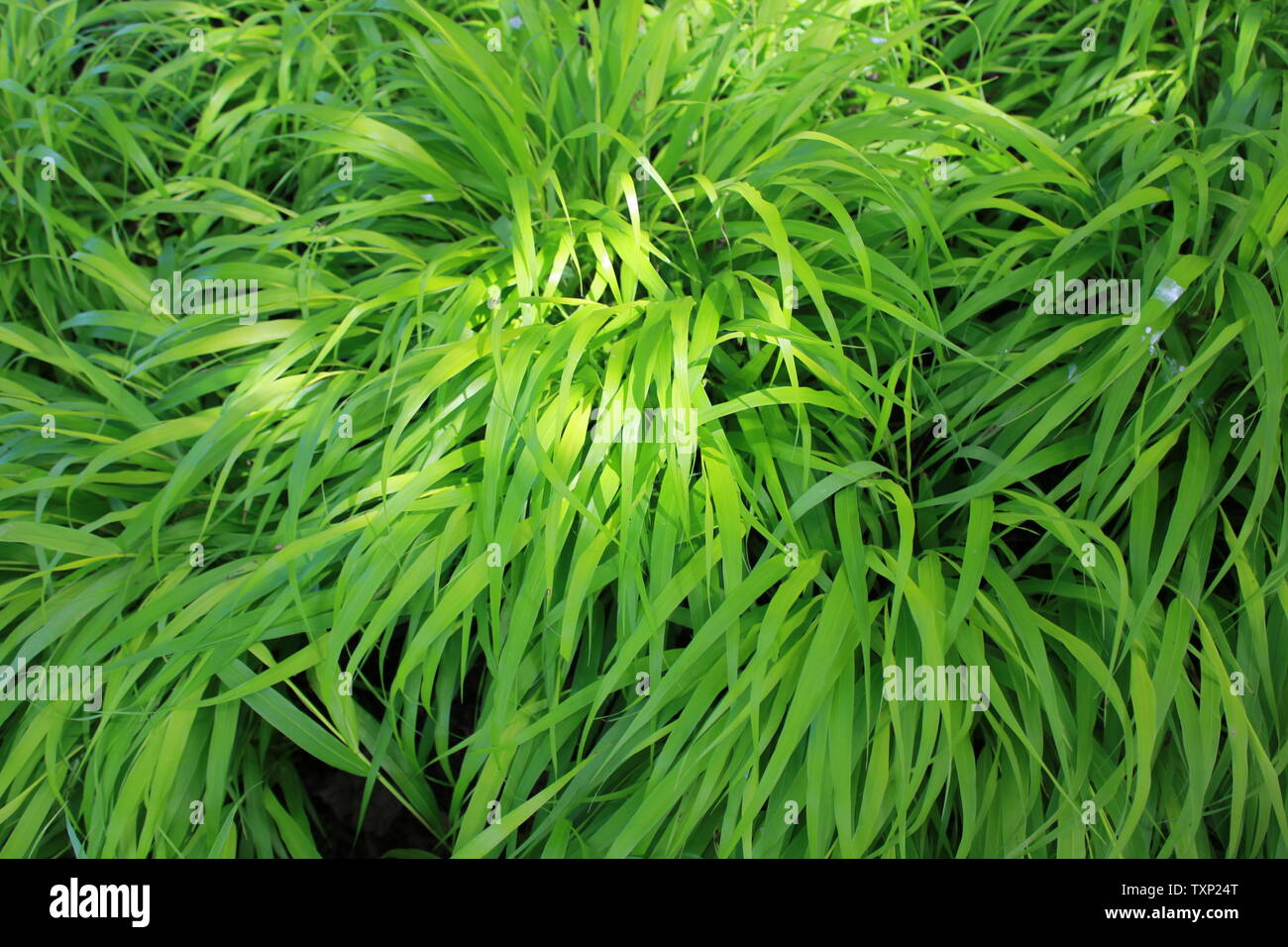 Japanese Forest Grass High Resolution Stock Photography and Images - Alamy