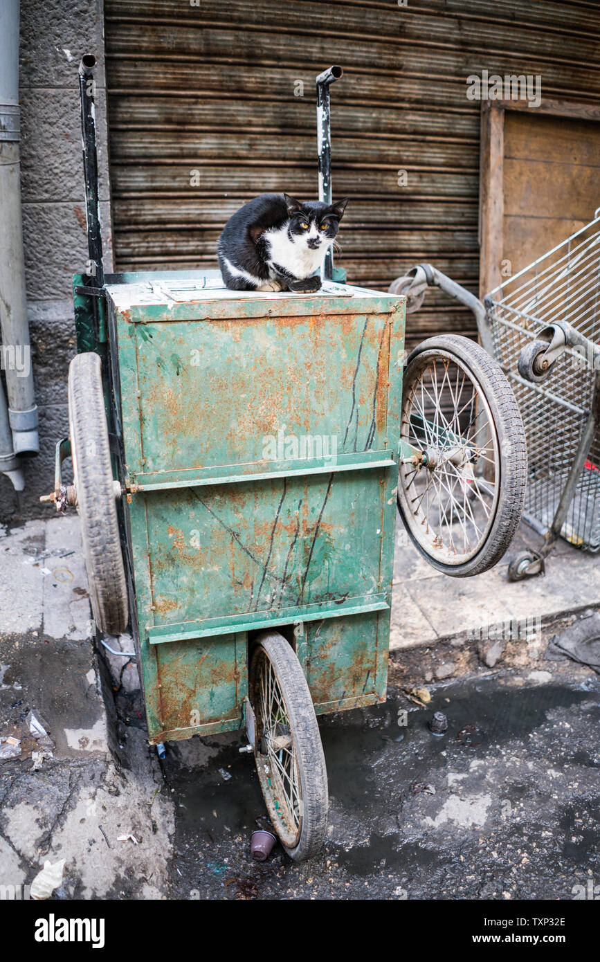Cat in the street of the Amman, Jordan Stock Photo - Alamy