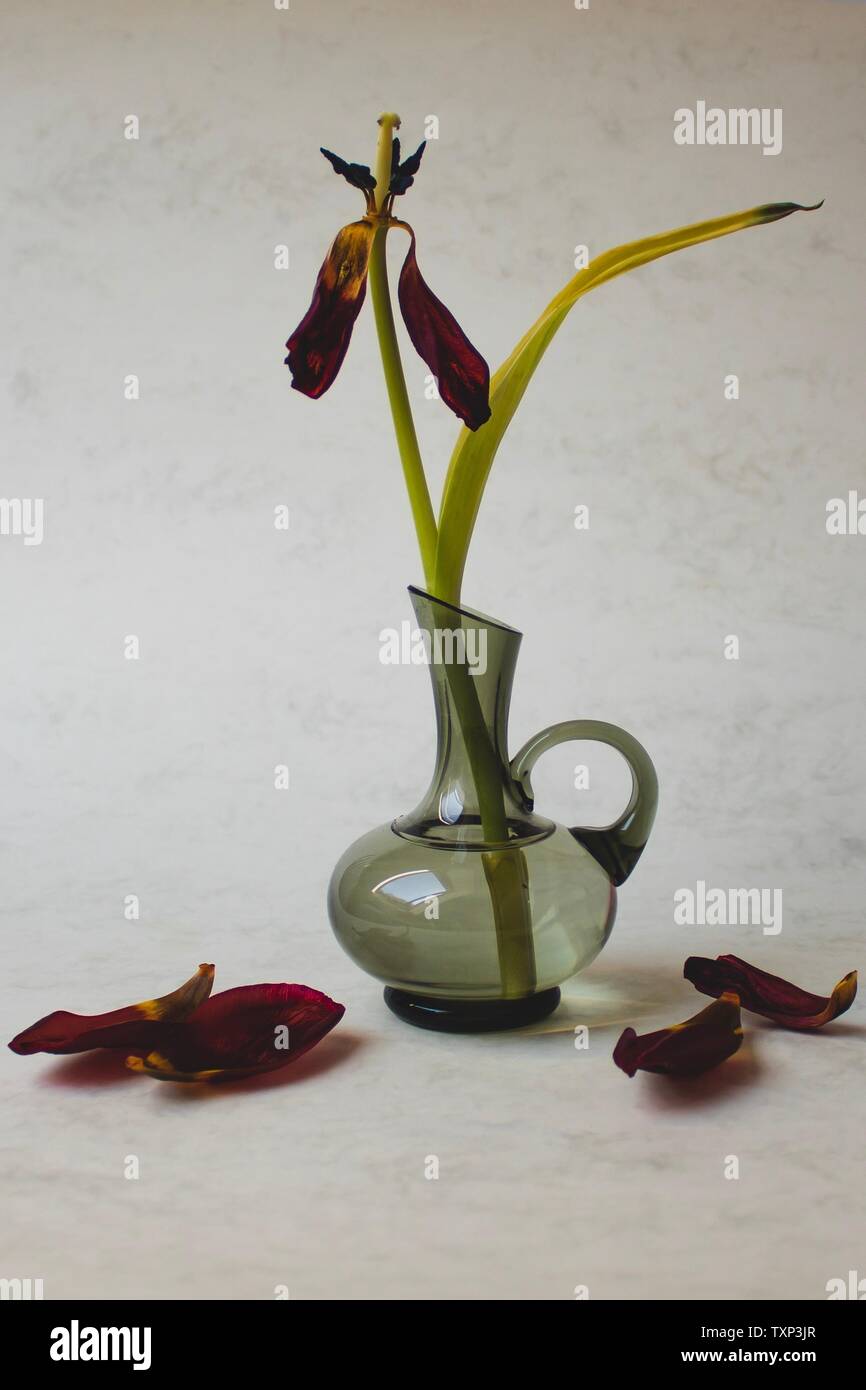 Dead tulip hi-res stock photography and images - Alamy