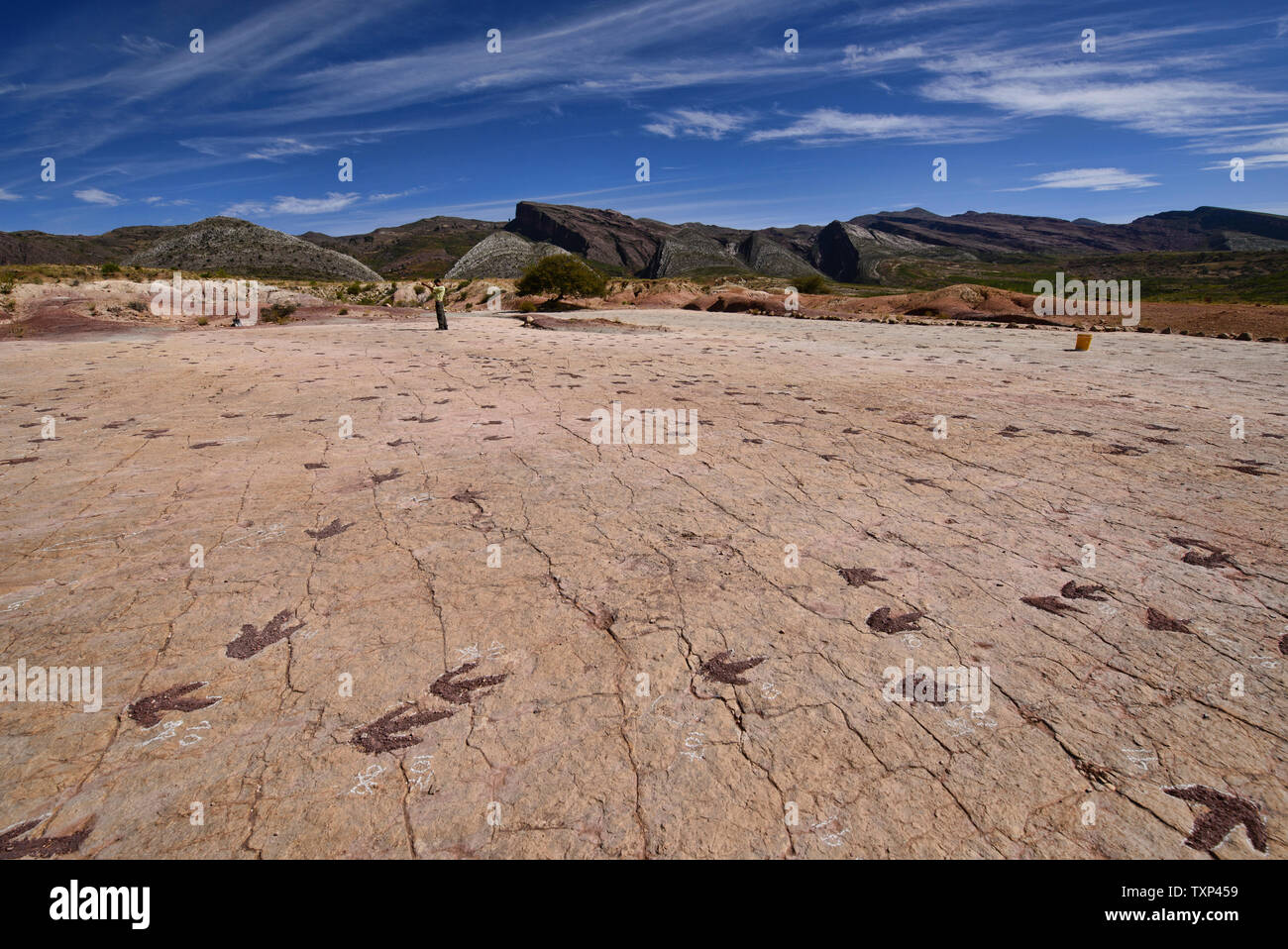 Sauropod footprints hi-res stock photography and images - Alamy