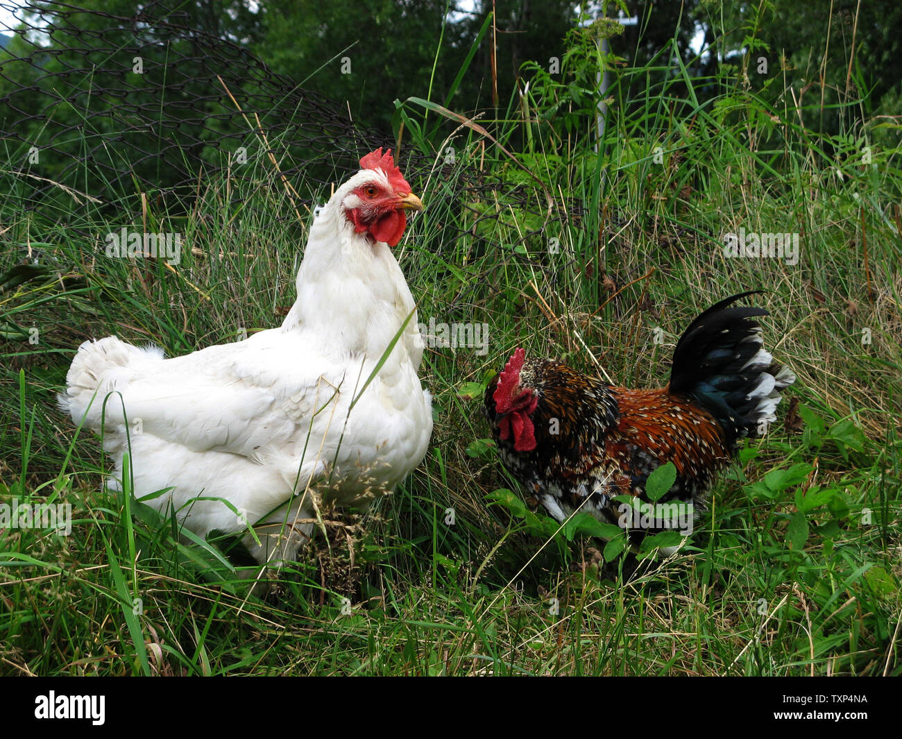 White hen and small colorful rooster Stock Photo - Alamy
