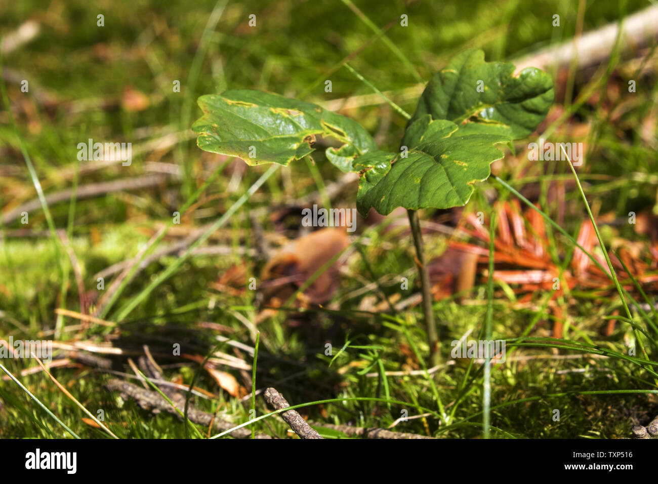 Small oak seedling in forest Stock Photo - Alamy