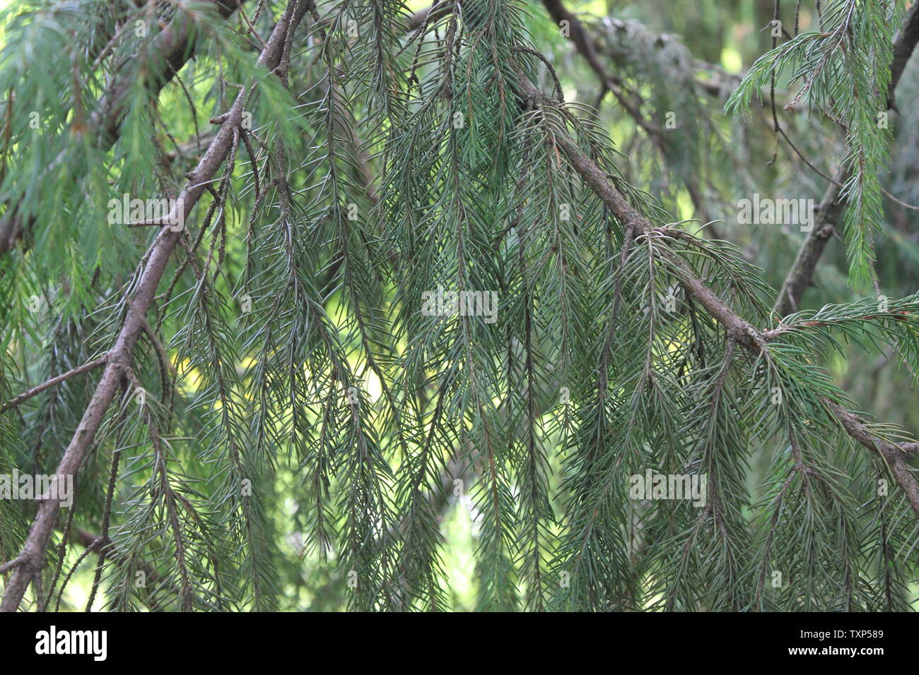 Beautiful Finnish spruce, Picea abies, the Norway spruce, or European ...