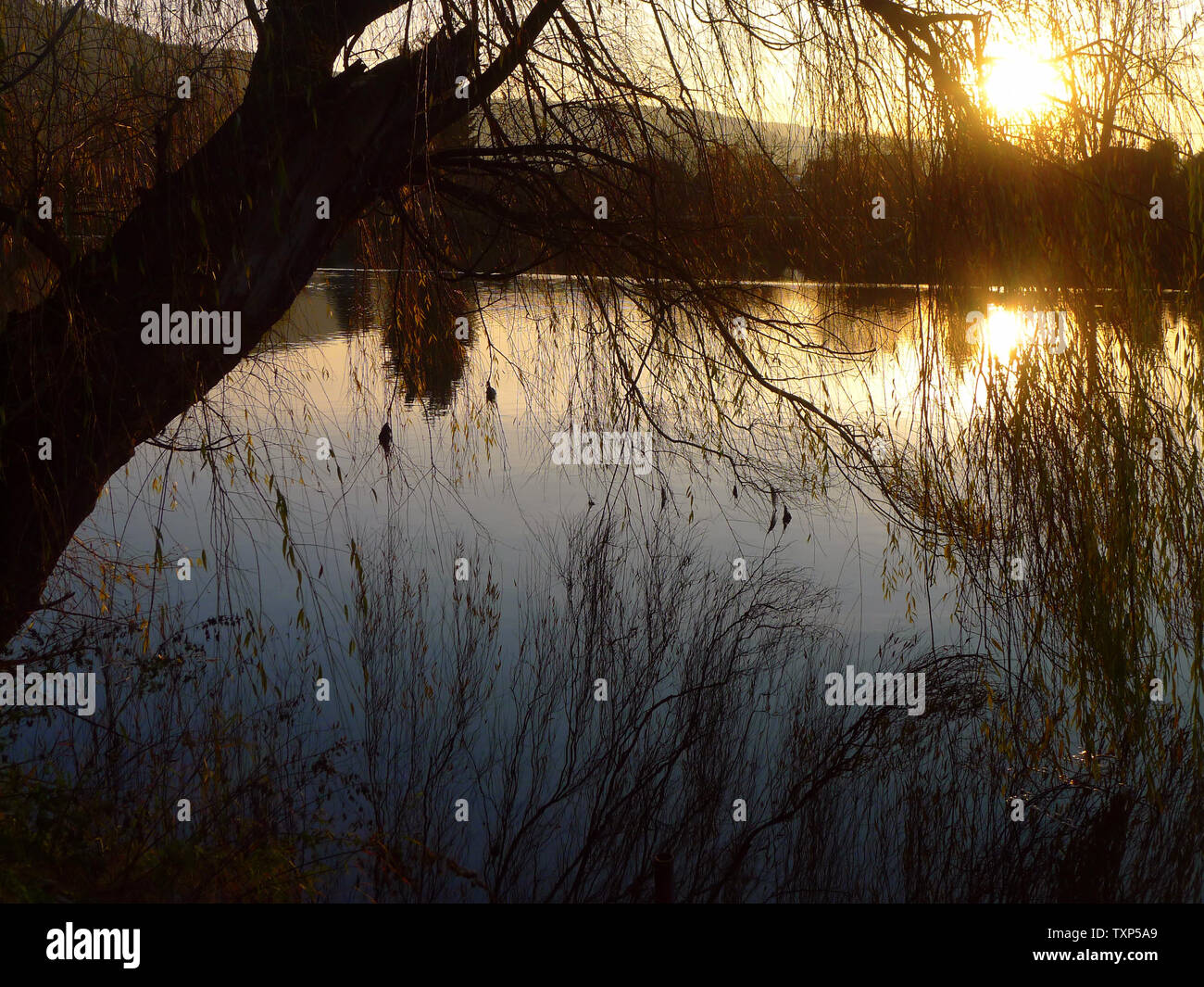 View of the sunset through the tree Stock Photo - Alamy