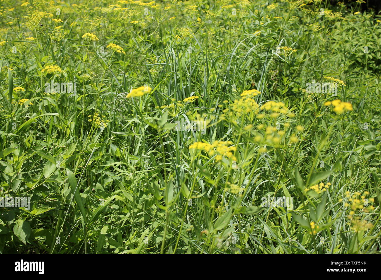 Summer field full of yellow mugwort, Artemisia vulgaris, flowers in ...