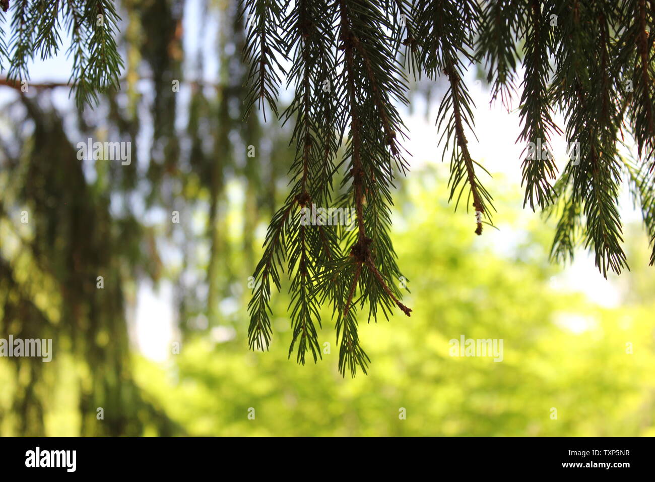 Beautiful Finnish spruce, Picea abies, the Norway spruce, or European ...