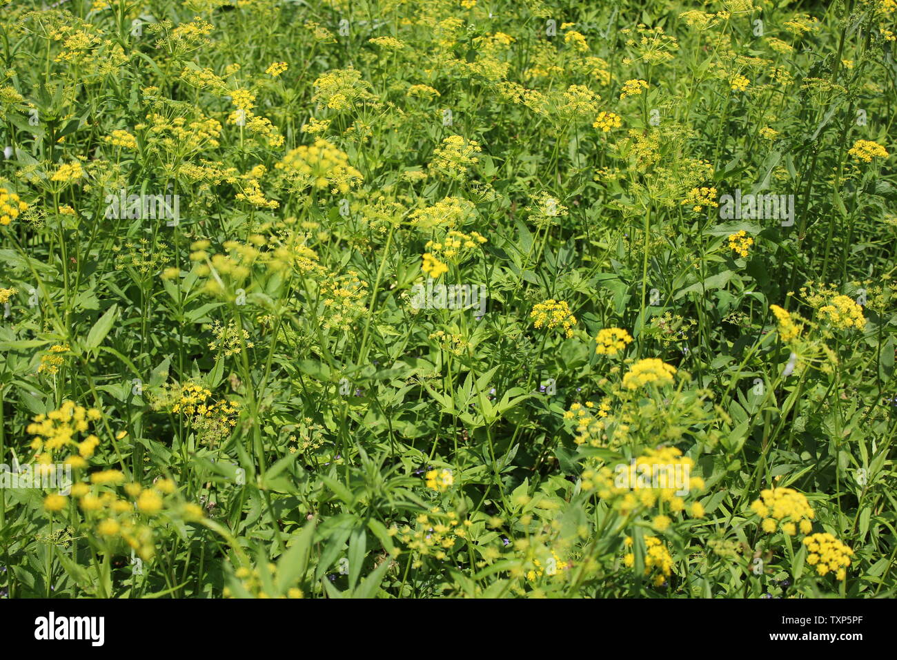 Artemisia Vulgaris High Resolution Stock Photography and Images - Alamy