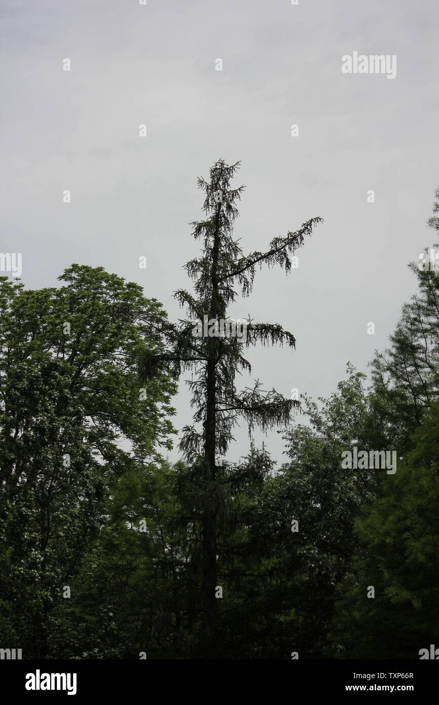 Weeping pine tree Stock Photo - Alamy