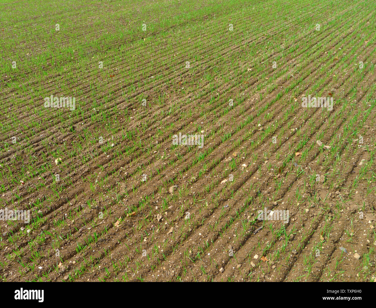 Early wheat hi-res stock photography and images - Alamy