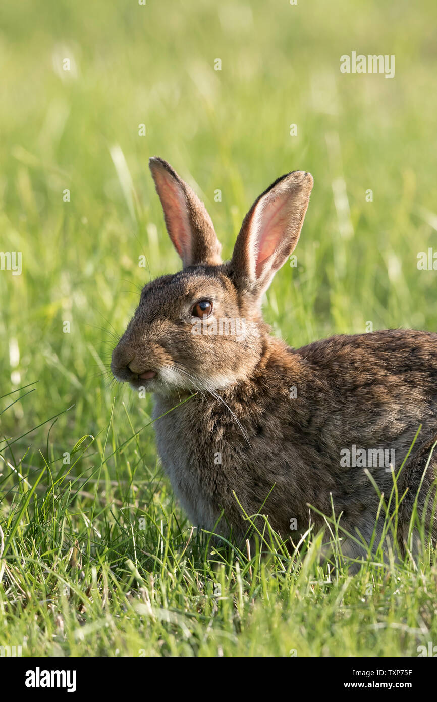 Rabbit in grass hi-res stock photography and images - Alamy