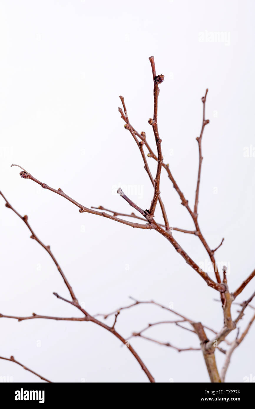 Peach tree branch Stock Photo - Alamy