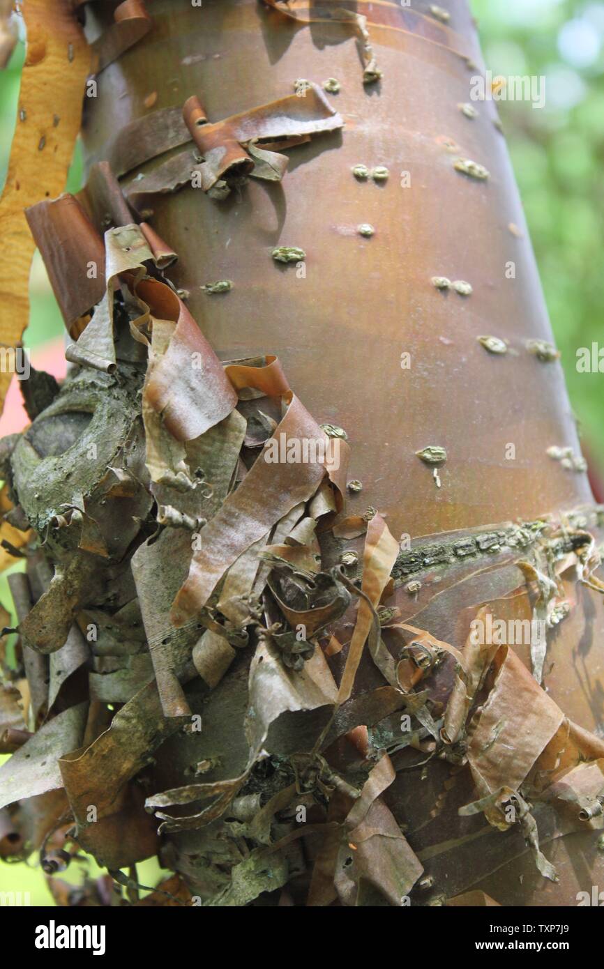 The amber colored bark of the China Show Pekin Lilac tree, Syringa ...