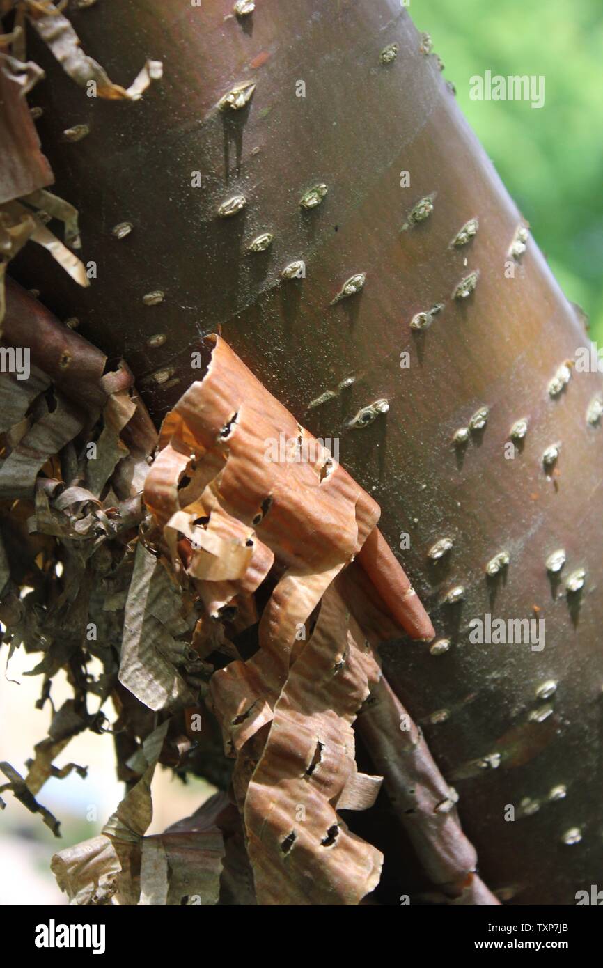 Syringa pekinensis hi-res stock photography and images - Alamy