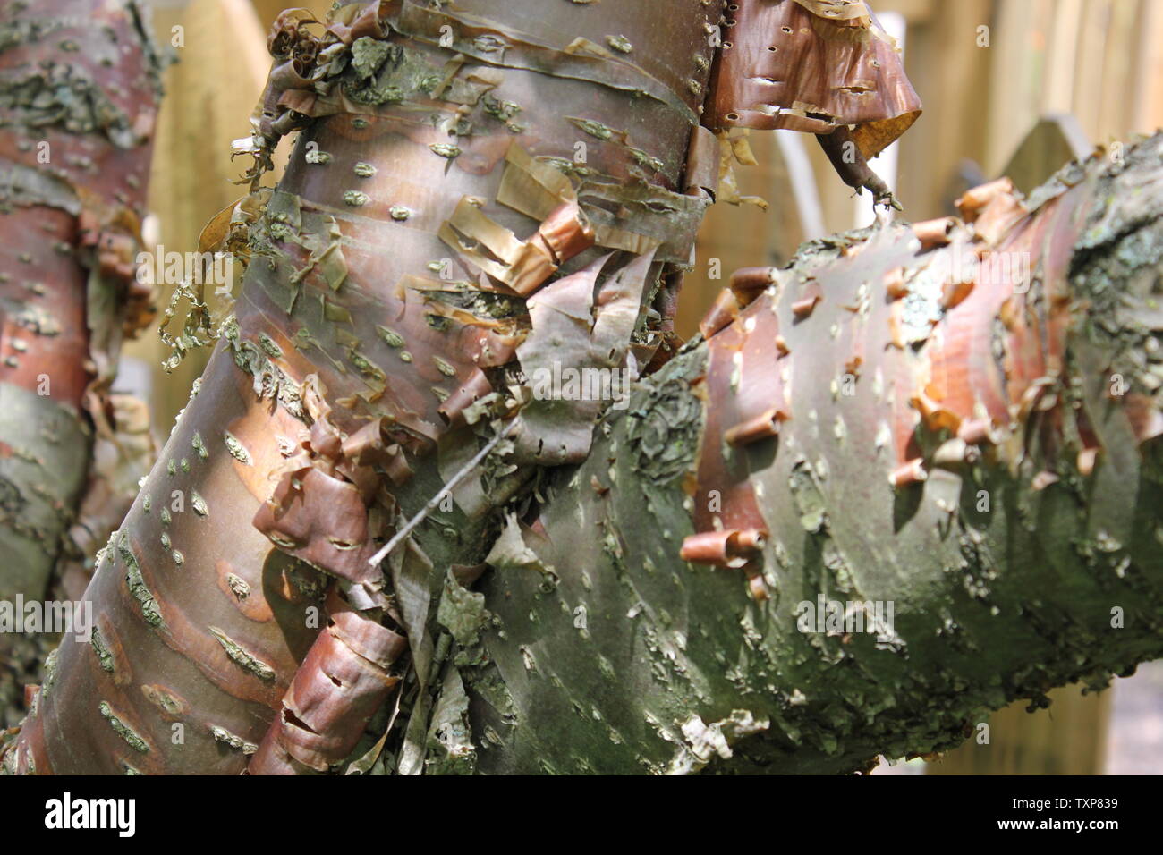 The amber colored bark of the China Show Pekin Lilac tree, Syringa ...