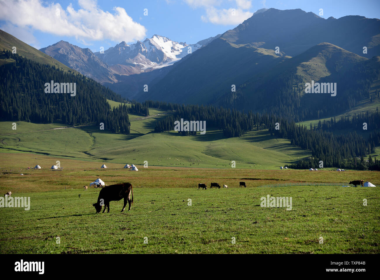 Xinjiang narati prairie hi-res stock photography and images - Alamy