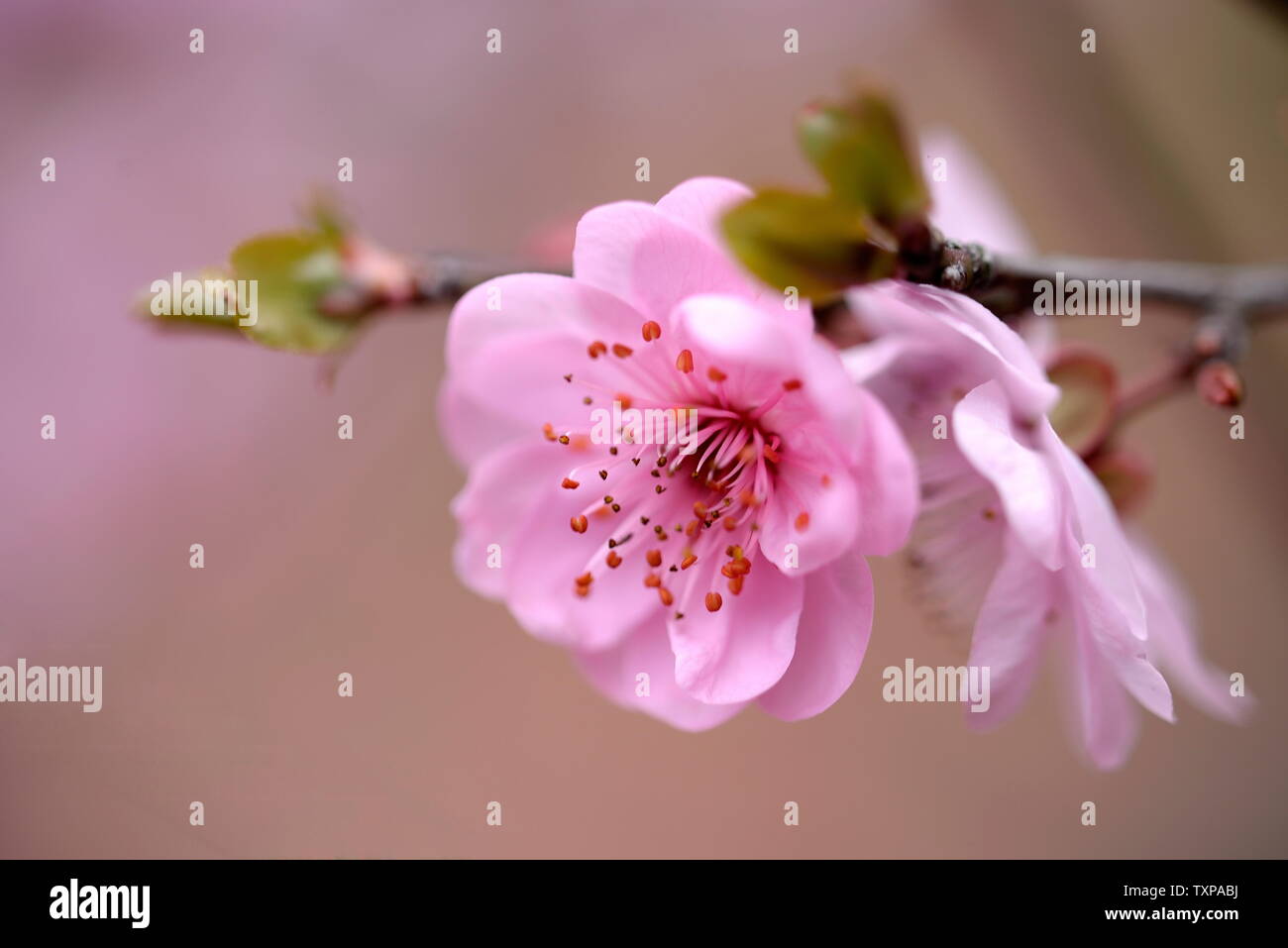 Pink spring plum Stock Photo - Alamy