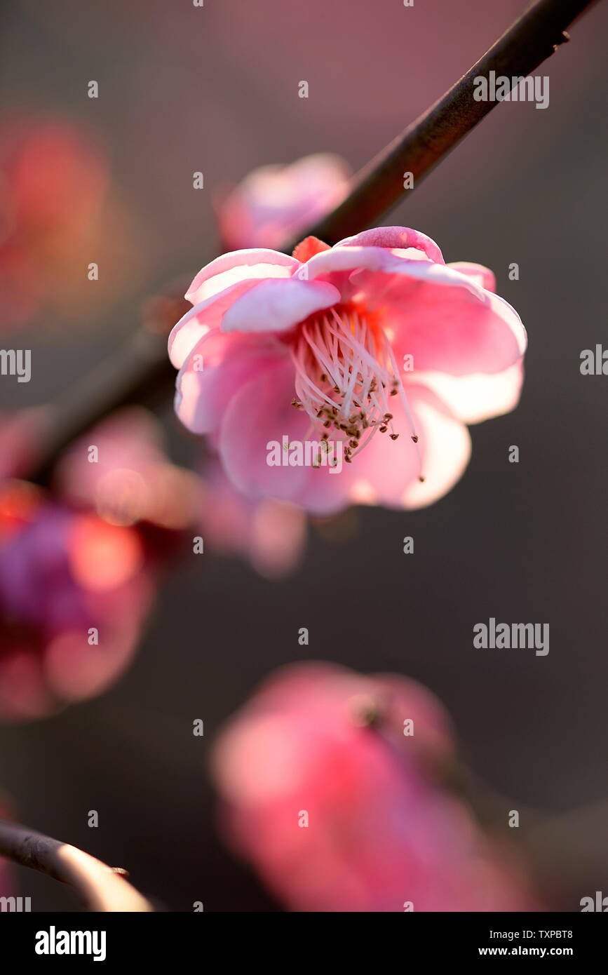 Pink spring plum blossom Stock Photo - Alamy