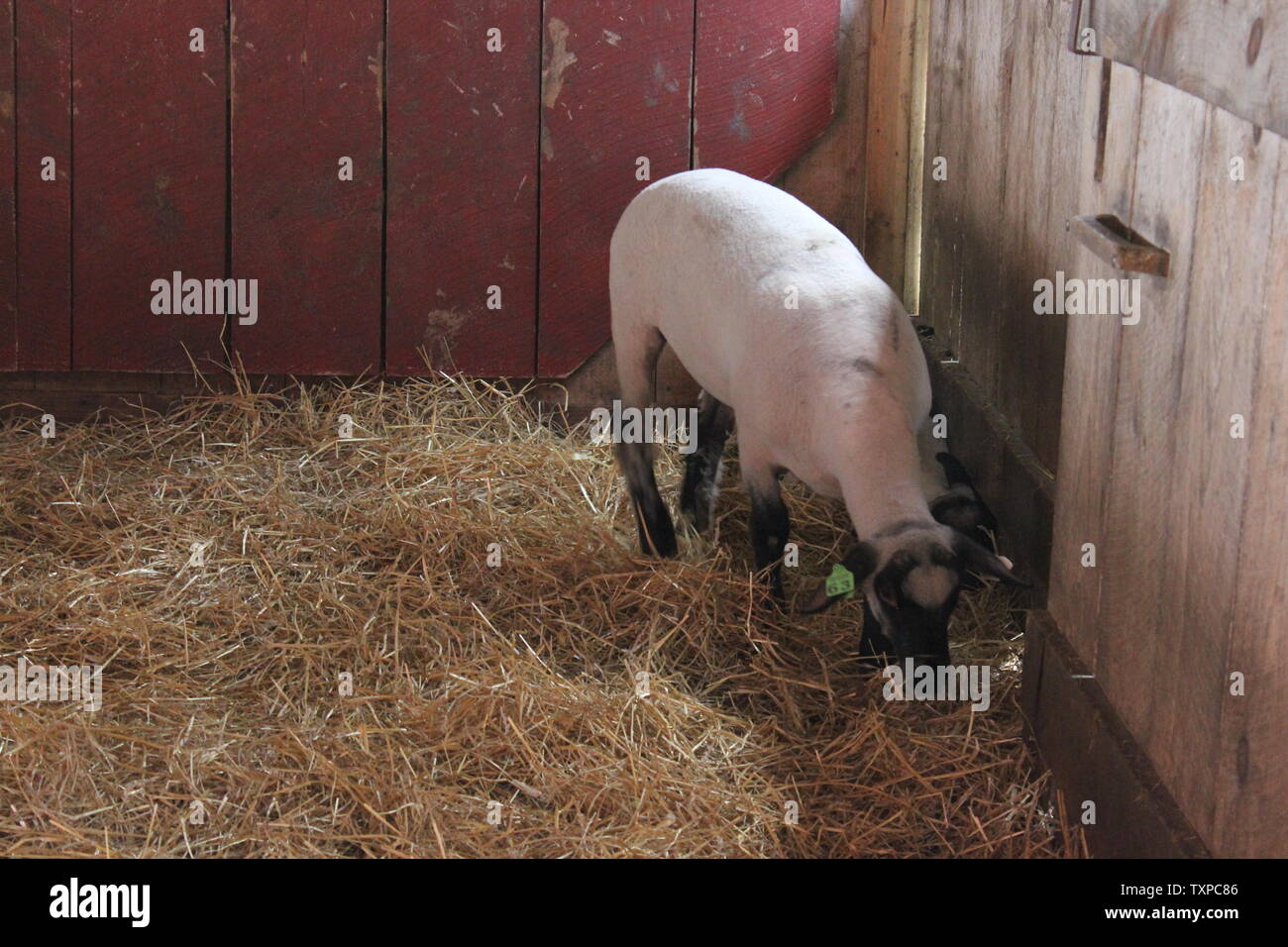Domestic sheep, Ovis aries, Suffolk breed, hanging out in their pig pen ...