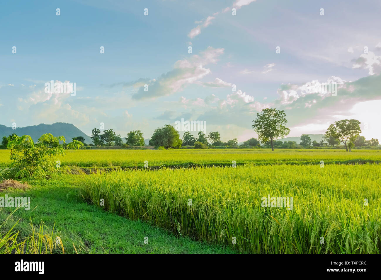Rice fields in the evening before sunset Stock Photo - Alamy