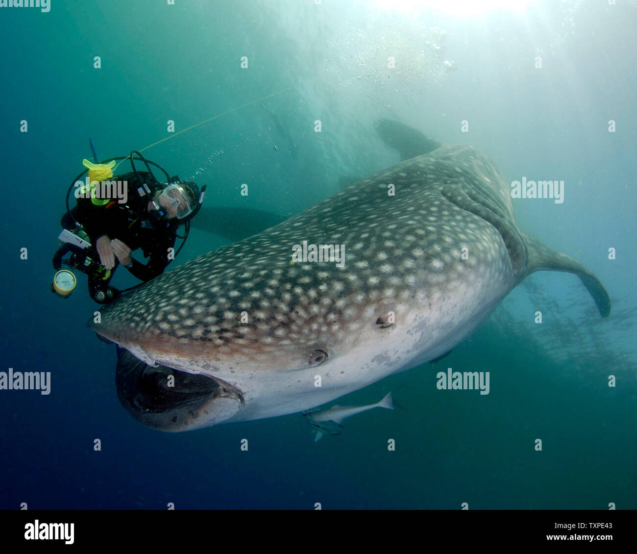 Shark carcass hi-res stock photography and images - Alamy