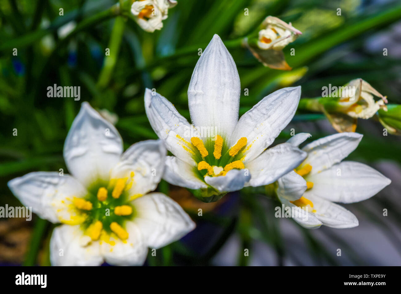 decorative white flower rain lily Zephyranthes grandiflora on blurred ...