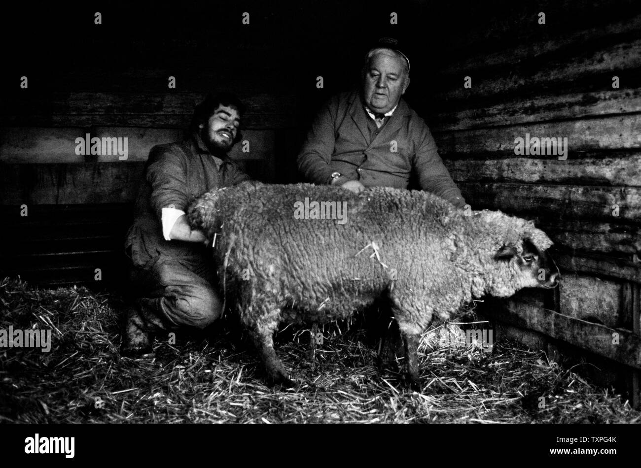 Sheep Farming, Essex,England UK. 1980 Mr Powers and his son Billy help ...