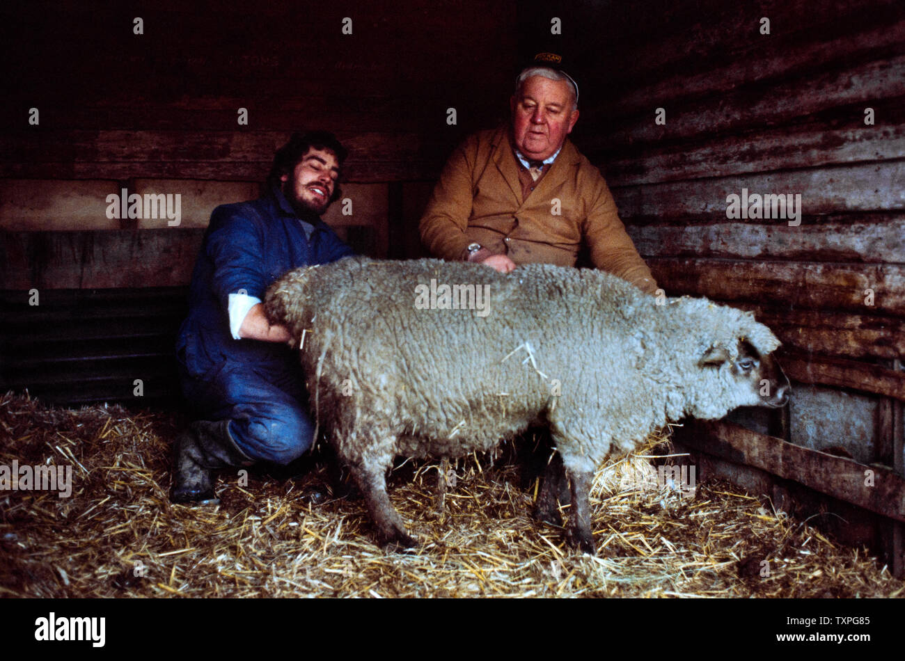 Sheep Farming, Essex,England UK. 1980 Mr Powers and his son Billy help ...