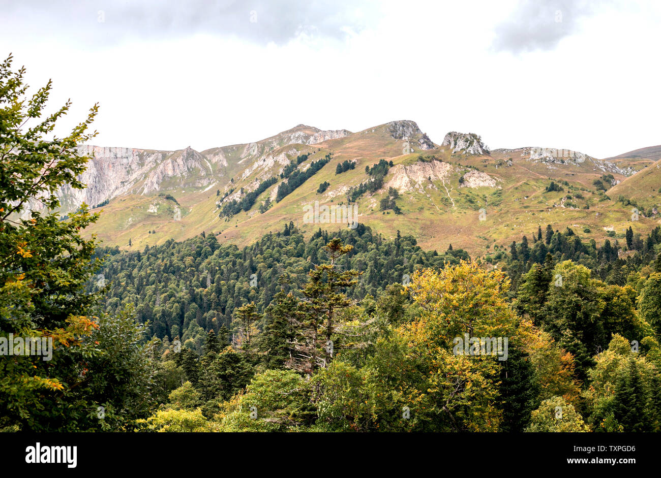 Amazing mountains and forest. Landscape. Wild nature Stock Photo - Alamy