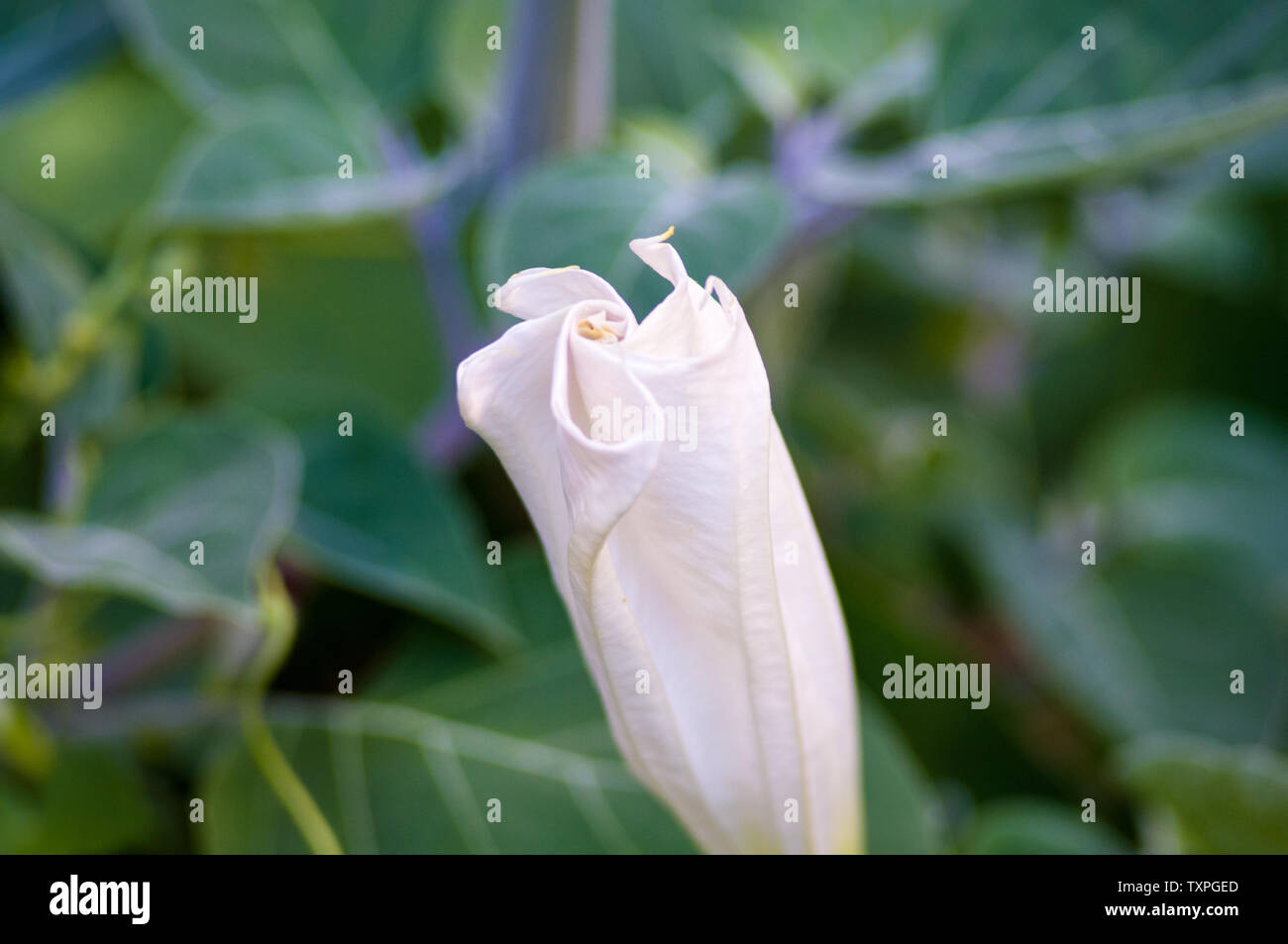 Devil's Trumpet, Datura flower, Moonflower, Datura metel, Angel Trumpet ...