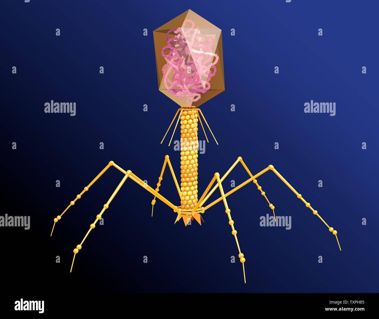 illustration showing a bacteriophage with DNA on blue background Stock ...