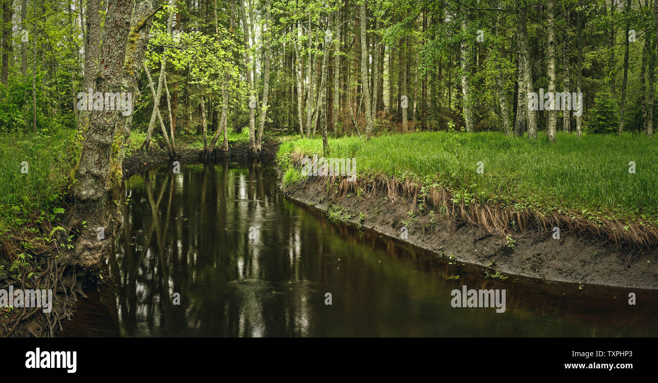 a stream flows through a beautiful green colorful forest with trees ...