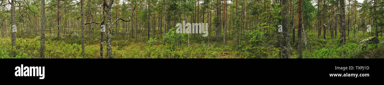 large panorama of a pine forest with flowers on the ground and trees in ...