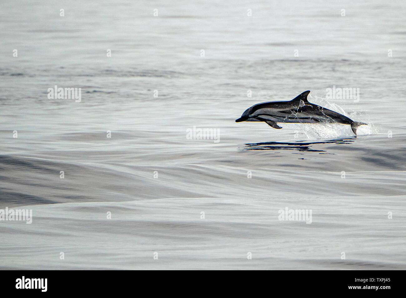 Newborn Baby Dolphins