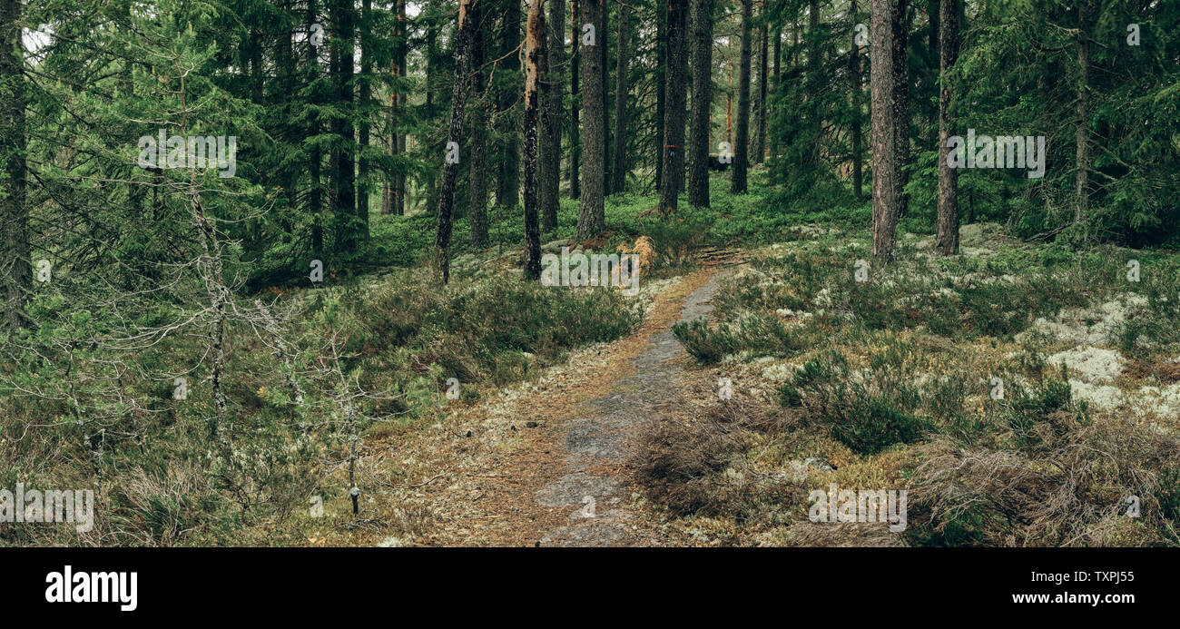 Pine forest path leading through hi-res stock photography and images ...