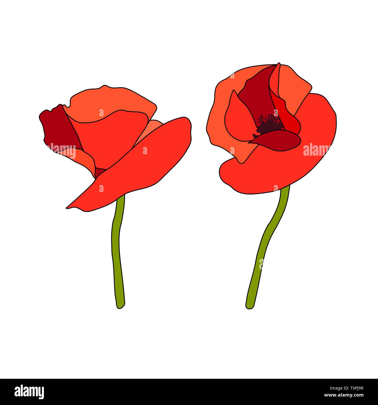 Two Poppy red flowers heads and stems. Anzac. Side view. Flat sketch ...