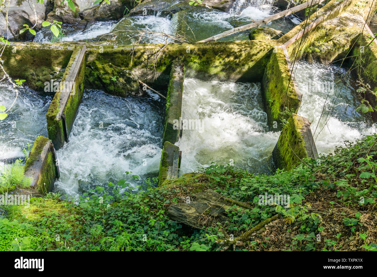 A view of a fish ladder downstream from Tumwater Falls in Washington ...