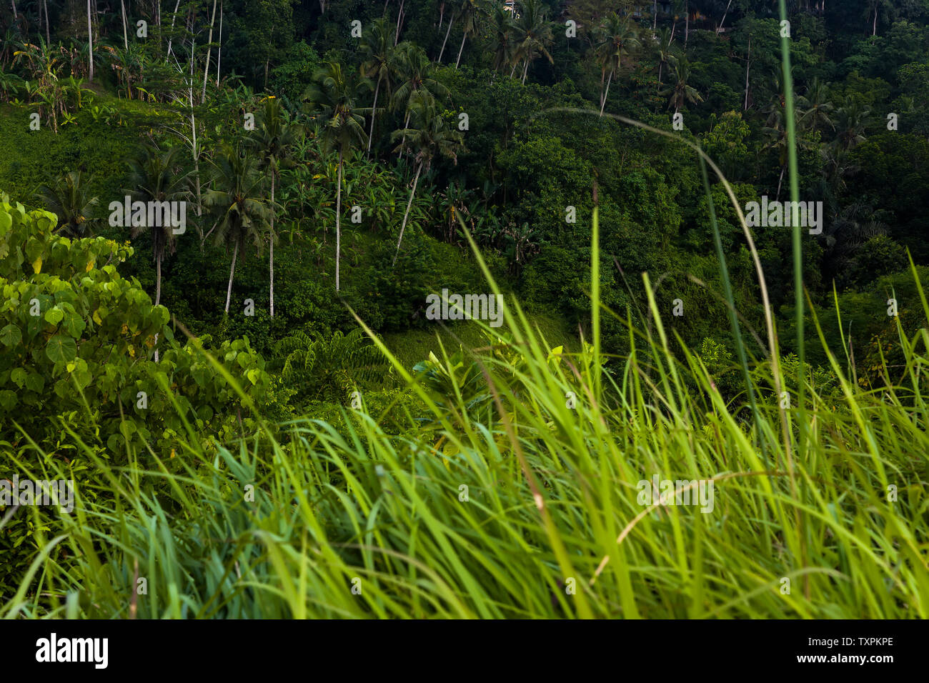 Detail of famous Campuhan ridge walk with tropical view and palm trees ...