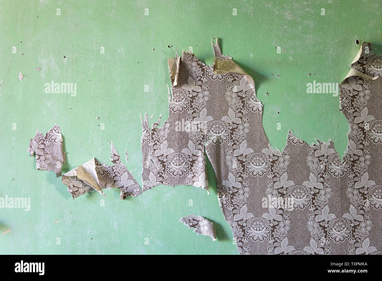 Detail of the torn wallpapers on the old green wall Stock Photo - Alamy