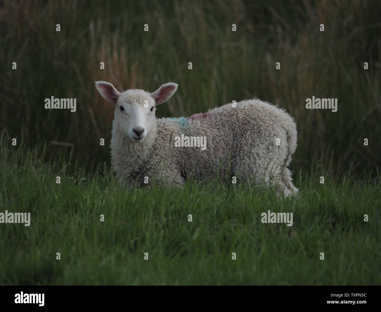 Welsh lamb in spring hi-res stock photography and images - Alamy
