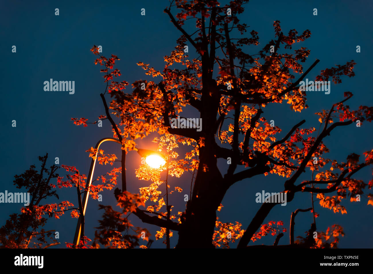 Osaka Japan with illuminated red maple tree leaves foliage low angle ...