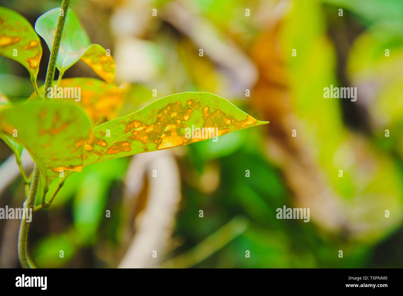 Leaf closeup Leaves that tree are injected with insecticides, Herbicide ...