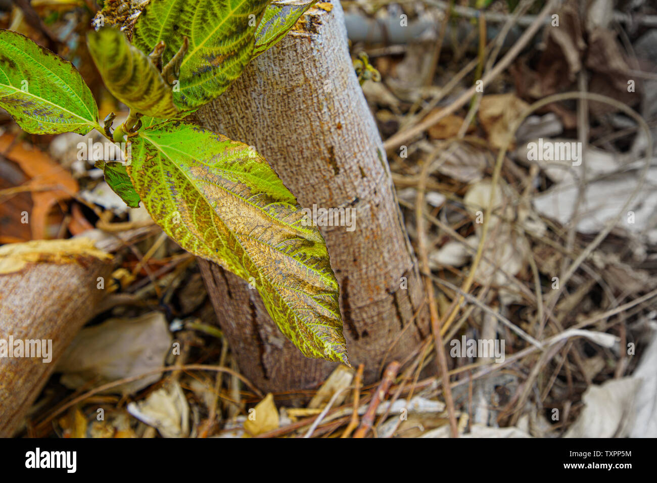 Leaf closeup Leaves that tree are injected with insecticides, Herbicide ...